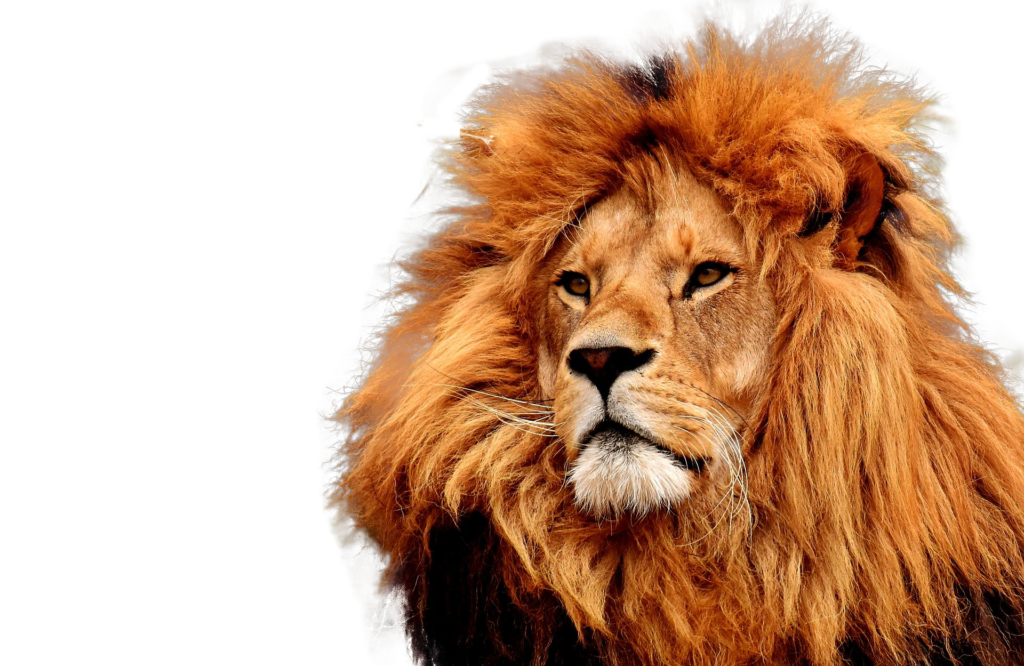 León PNG Imagenes gratis 2026 | PNG Universe