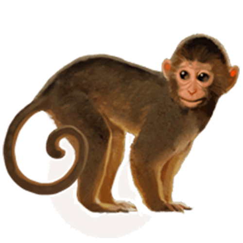Mono con la cola enrrollada PNG Imagenes gratis 2026 | PNG Universe